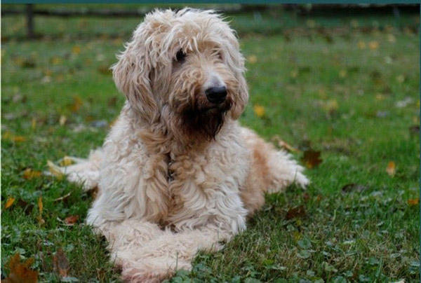 WHYY to celebrate 70th anniversary with All Creatures Great and Small ...